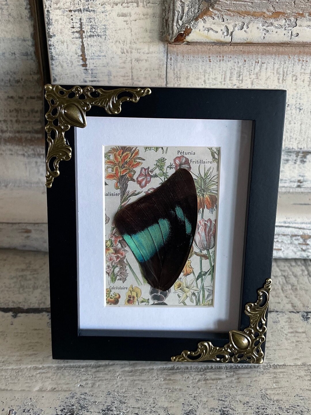 Real Framed Butterfly Wing - Etsy