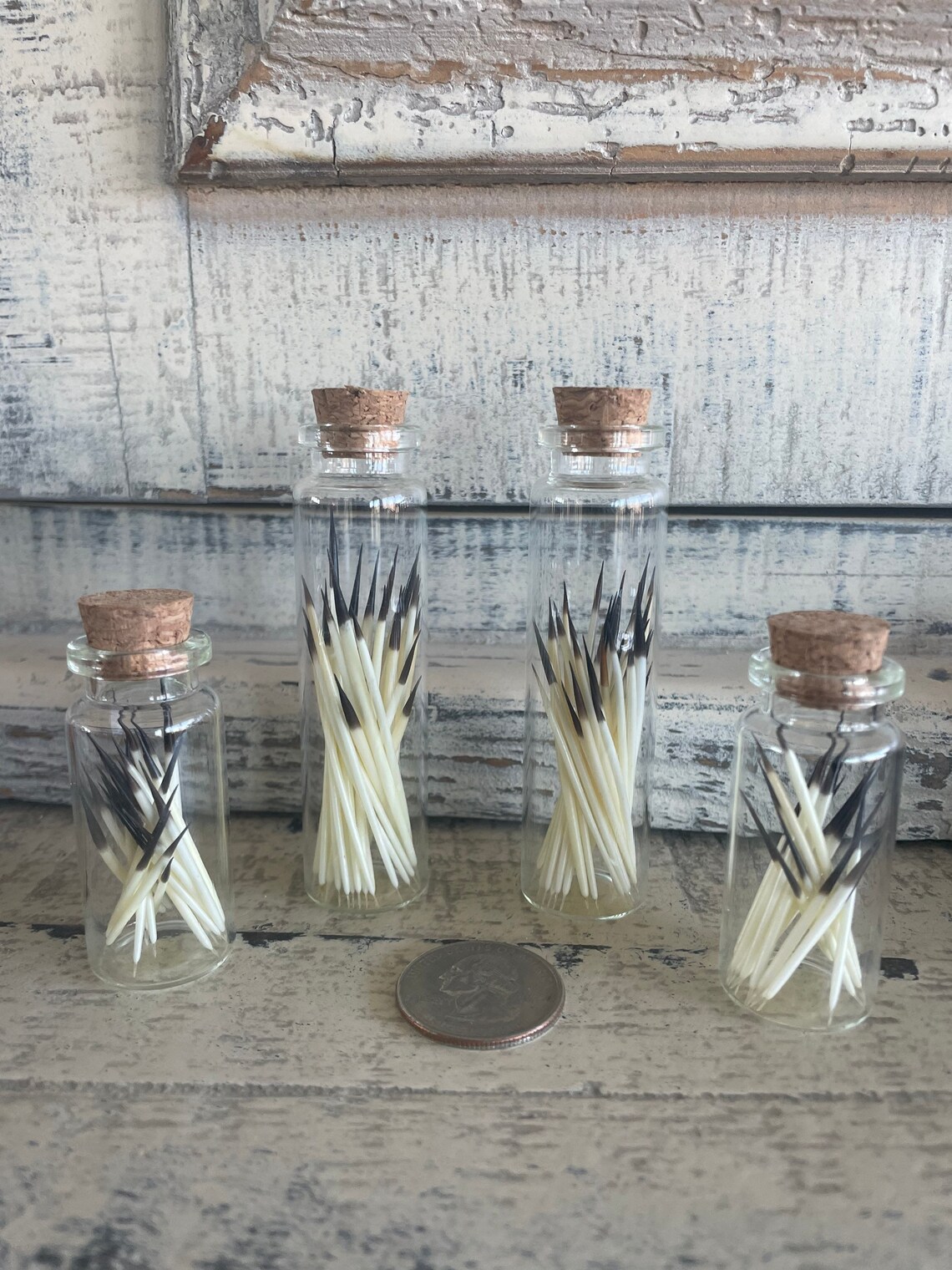 Porcupine Quills in Glass Bottle - Etsy