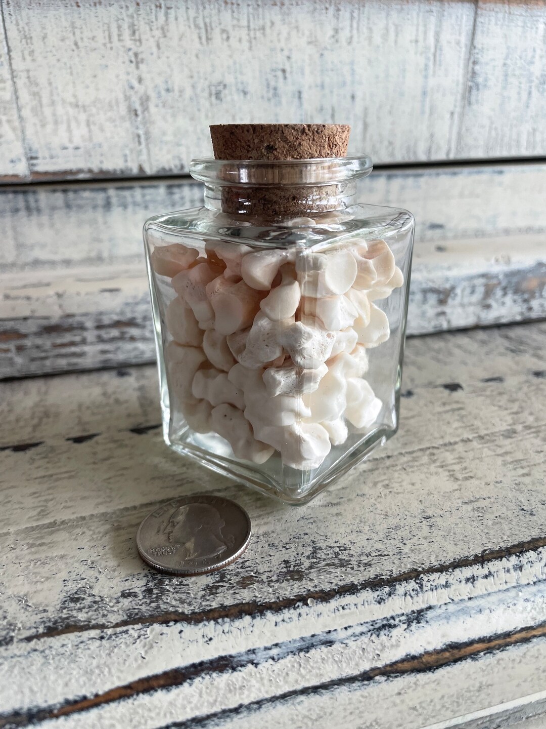 Jar of Real Canine Paw Bones - Etsy
