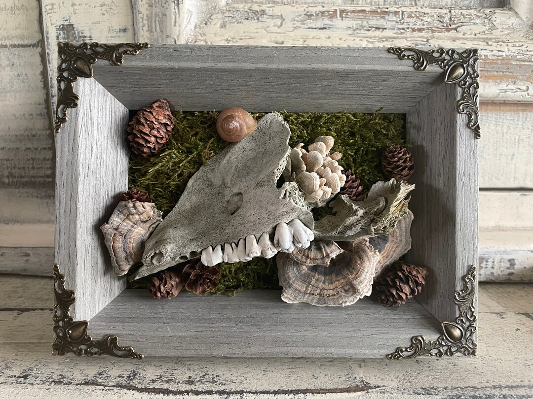 Forest Frame With Pig Skull Natural Bone Art - Etsy