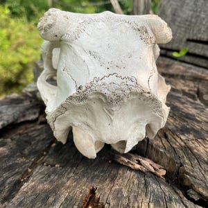Real Craft Grade Deer Skull Ethically Sourced - Etsy