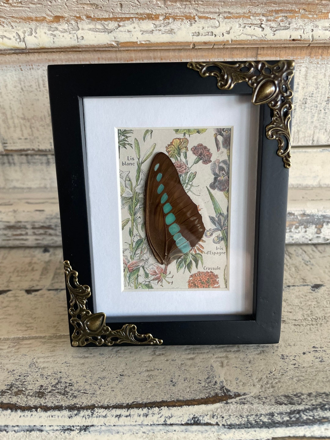 Real Framed Butterfly Wing - Etsy