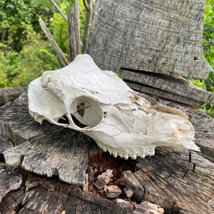 Real Craft Grade Deer Skull Ethically Sourced - Etsy