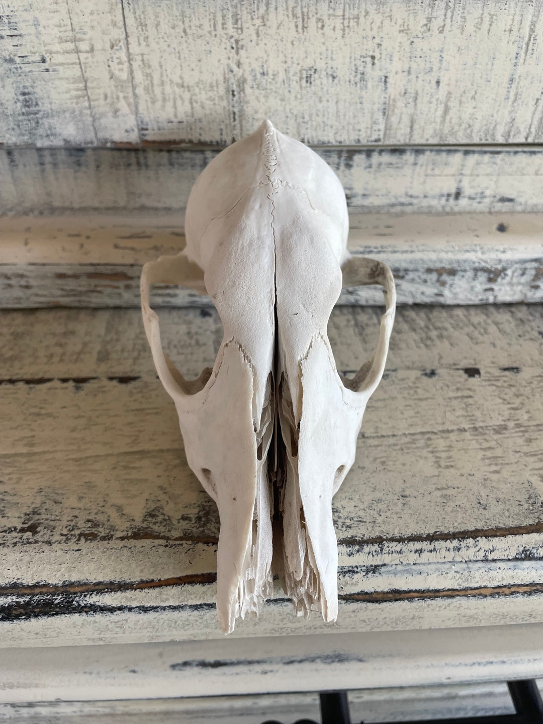 Real Craft Canine Skull Nature Cleaned - Etsy