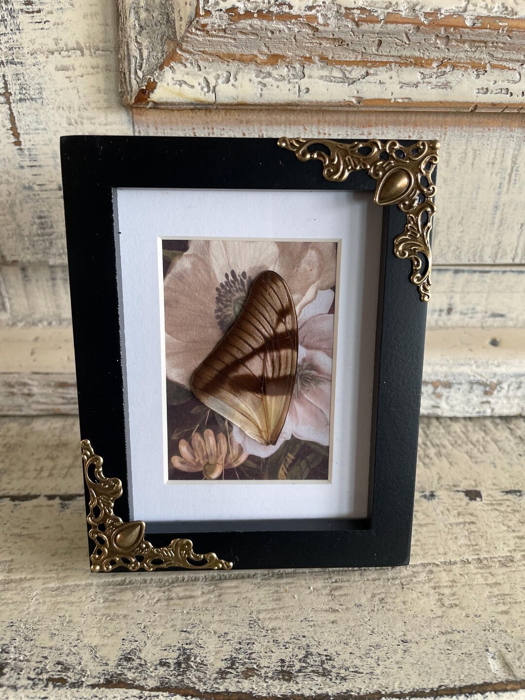 Real Framed Butterfly Wing - Etsy