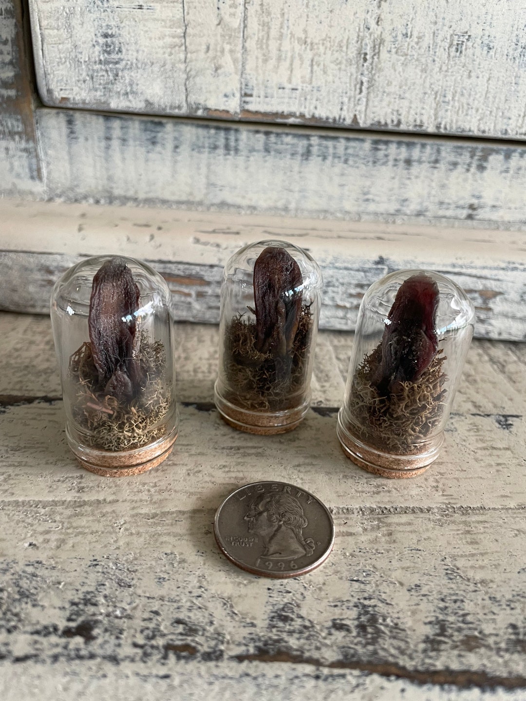 Real Mummified Rabbit Tongue Display Ethically Sourced Unique Small ...