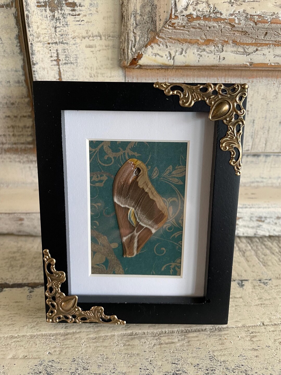 Real Framed Butterfly Wing - Etsy