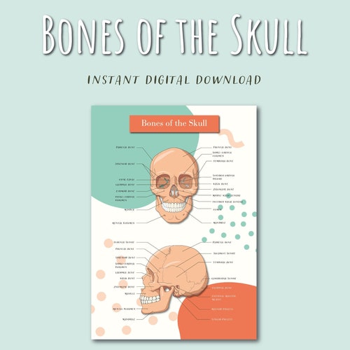 Anatomy of the Oral Cavity Digital Download - Etsy