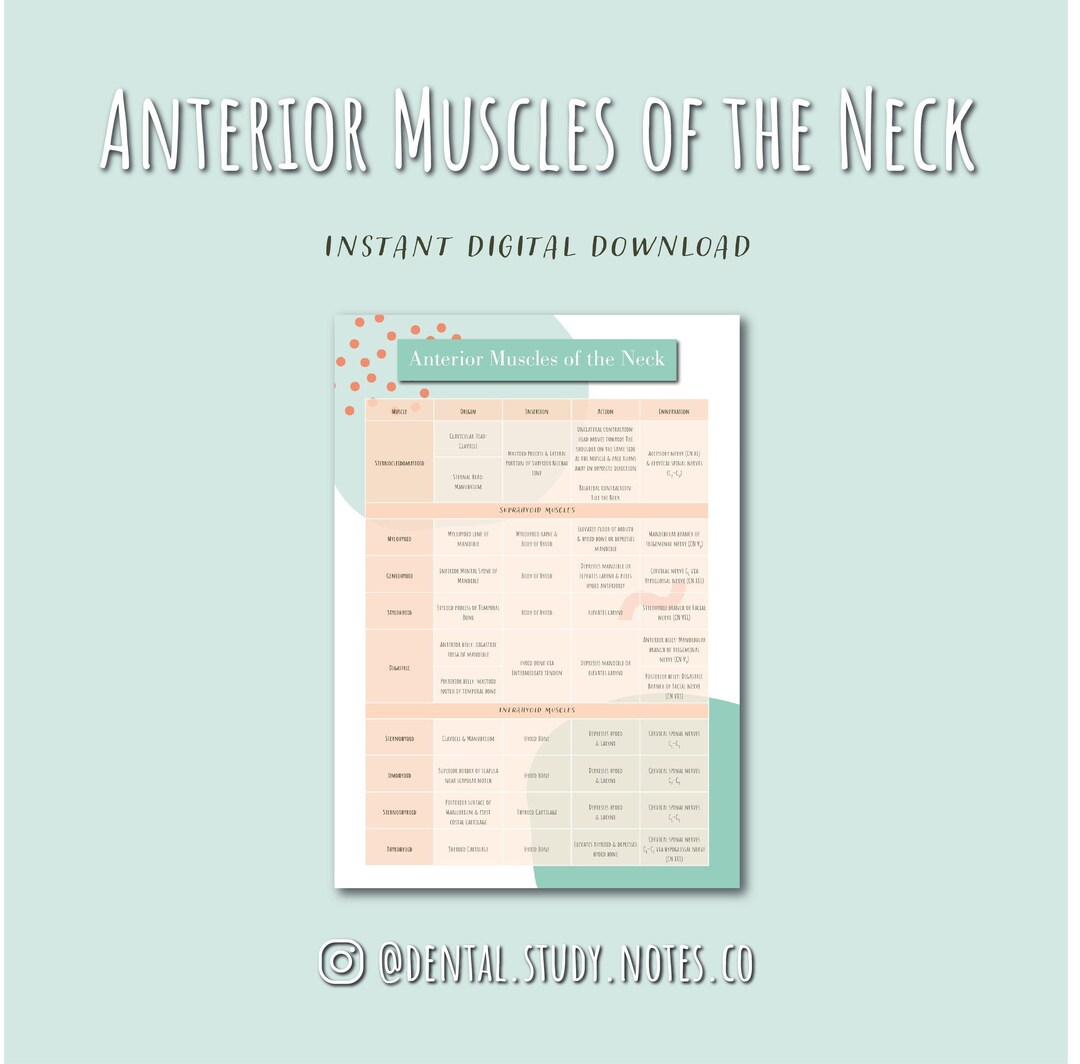 Anterior Muscles of the Neck Digital Download Anatomy/dentistry/dental ...