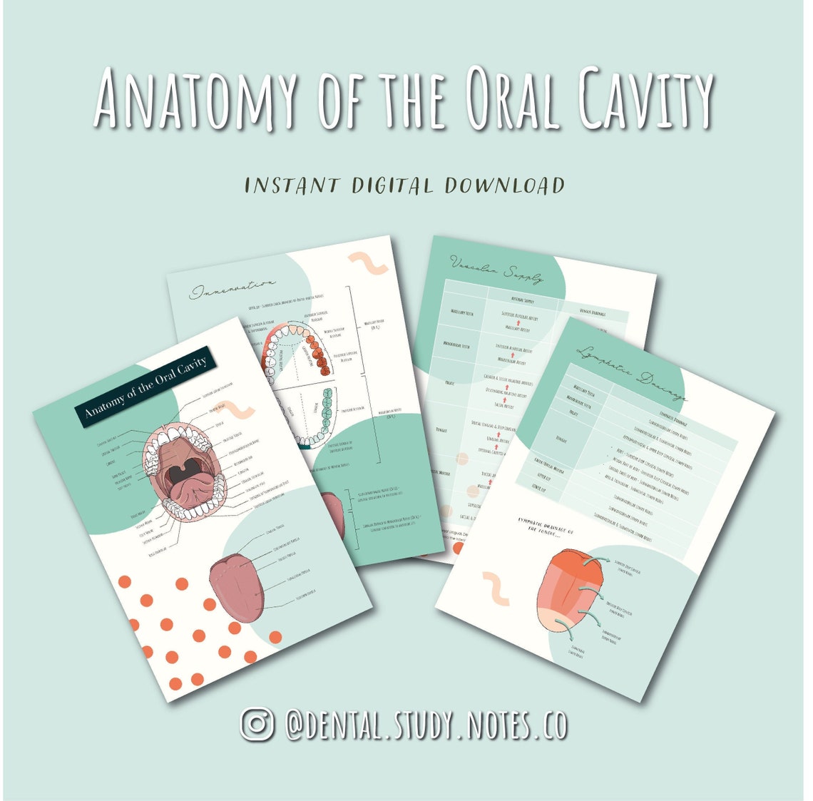 Anatomy of the Oral Cavity Digital Download Anatomy/dentistry/dental ...