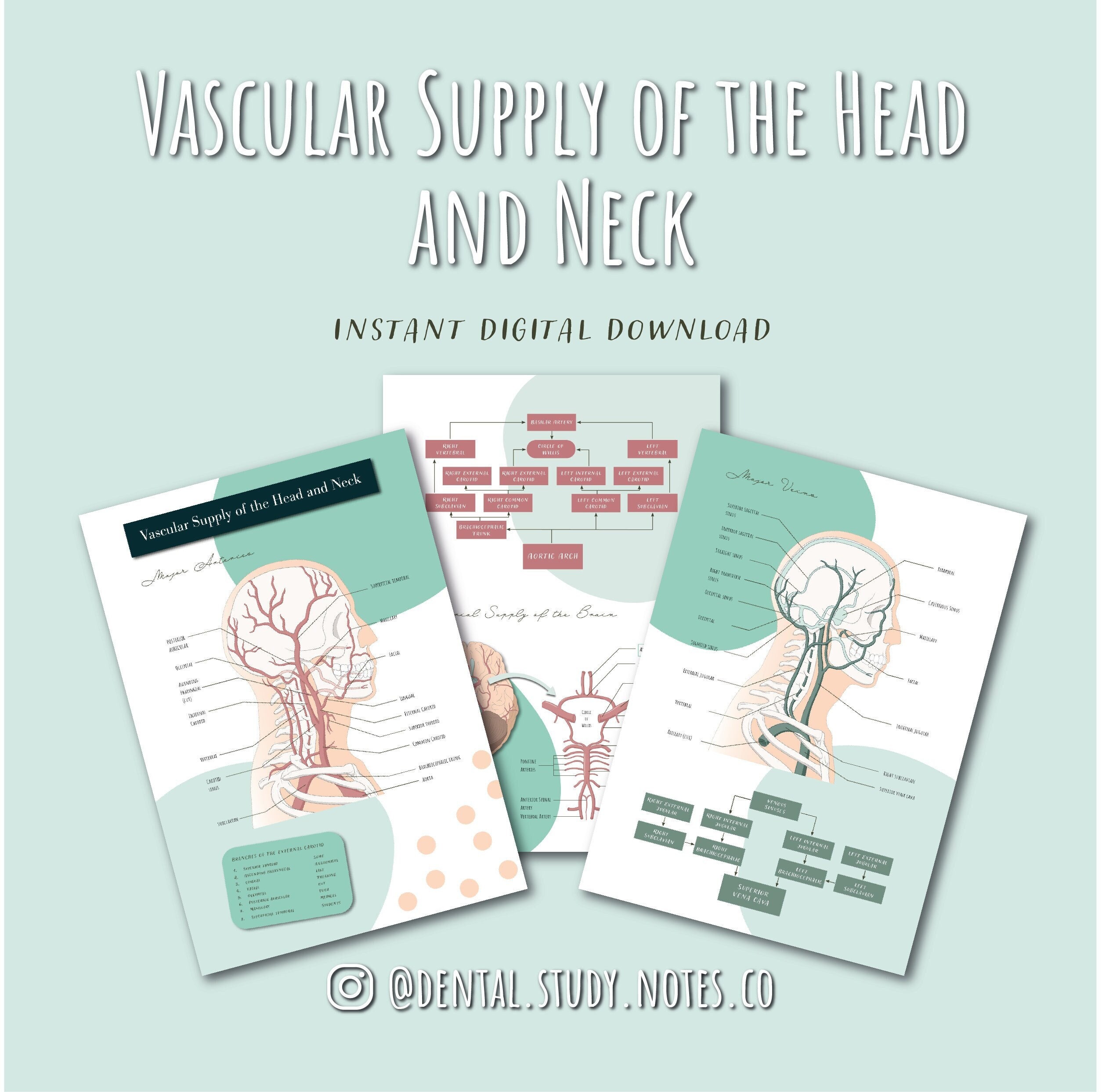 Vascular Supply/blood Supply of the Head and Neck Digital Download ...