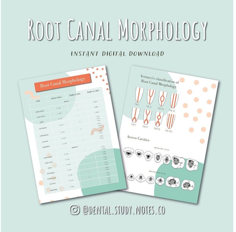 Root Canal Morphology Digital Download Anatomy/dentistry/dental Hygiene ...