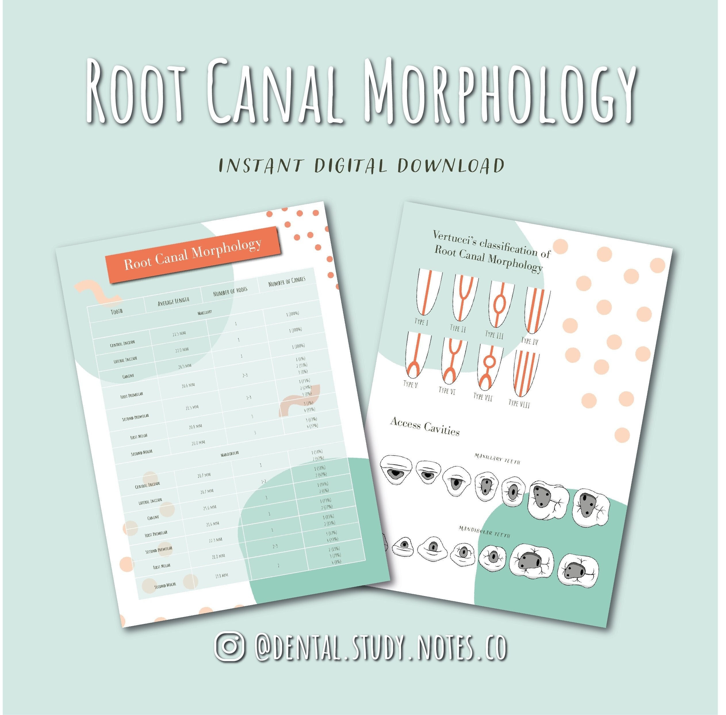 Root Canal Morphology Digital Download Anatomy/dentistry/dental Hygiene ...