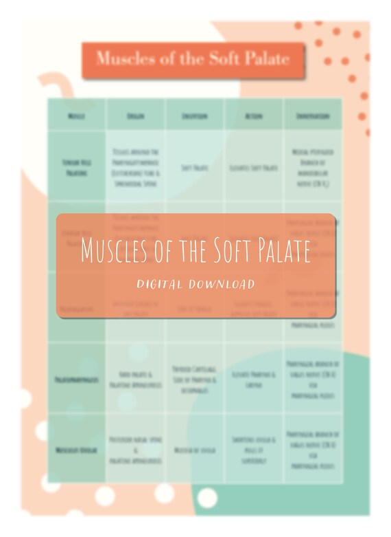 Muscles of the Soft Palate Digital Download Study Notes | Etsy