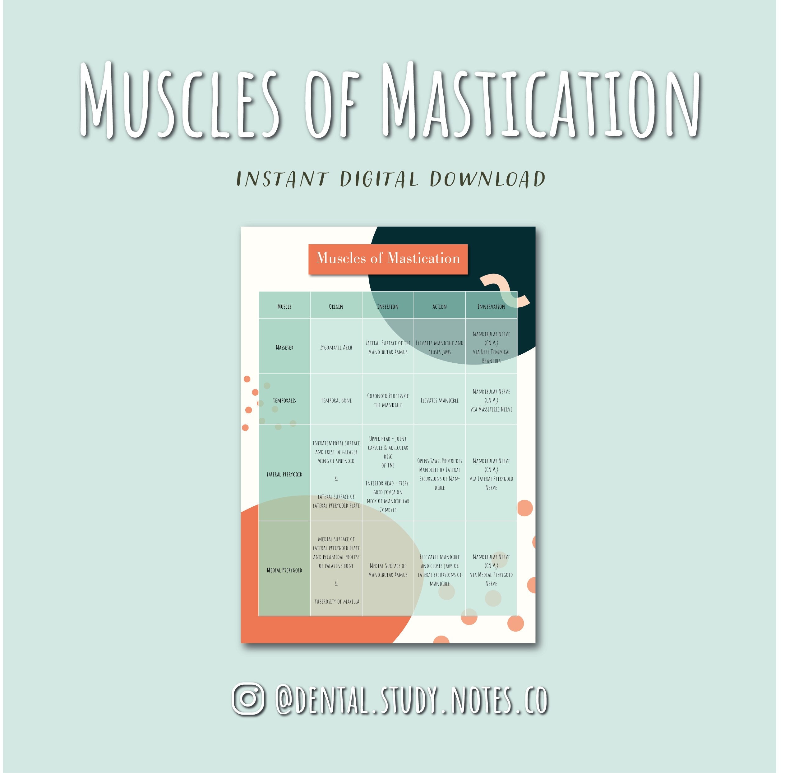 Muscles of Mastication Digital Download Anatomy/dentistry/dental ...