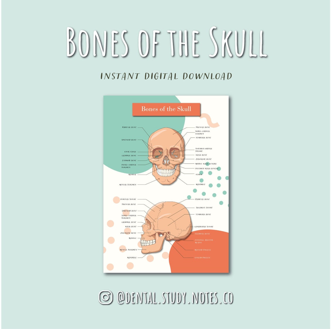 Bones of the Skull Digital Download Anatomy/dentistry/dental Hygiene ...