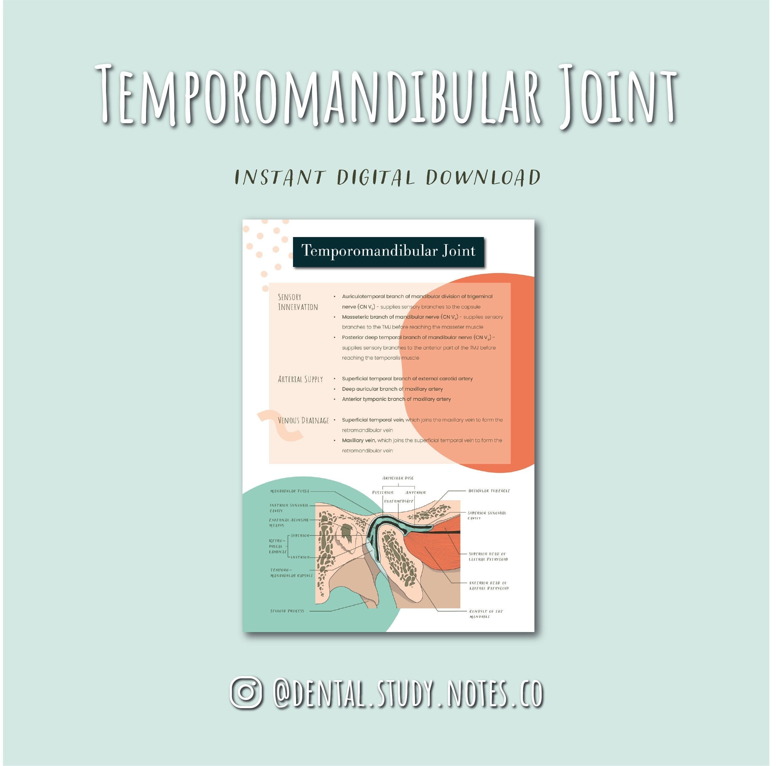 Temporomandibular Joint (TMJ) Digital Download Anatomy/dentistry/dental ...