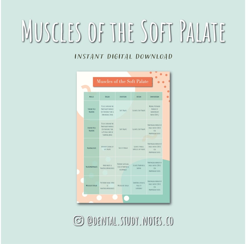 Muscles of the Soft Palate Digital Download Anatomy/dentistry/dental ...