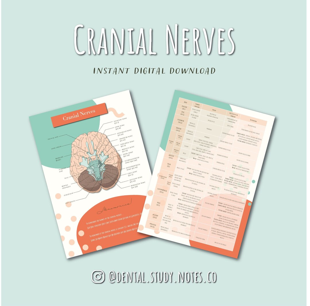 Cranial Nerves Digital Download Anatomy/dentistry/dental Hygiene/dental ...