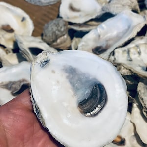 Clean Bleached Oyster Shells for Crafts - 10 Flats - Etsy