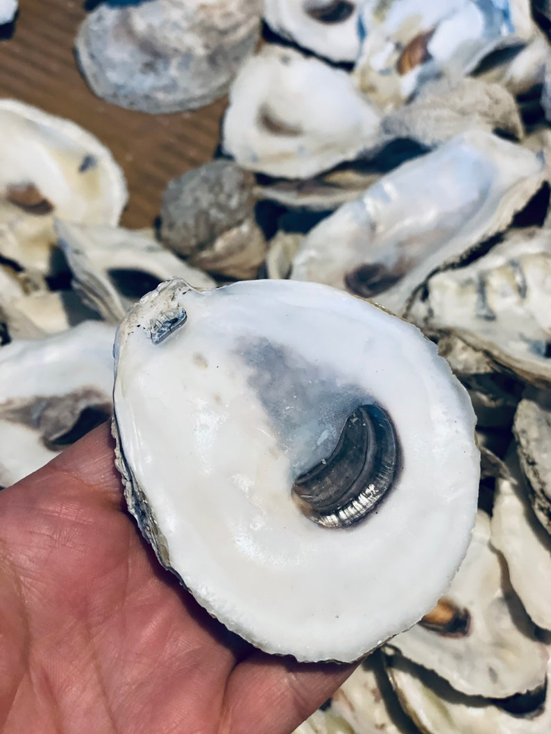 Clean Bleached Oyster Shells for Crafts - 10 Flats - Etsy