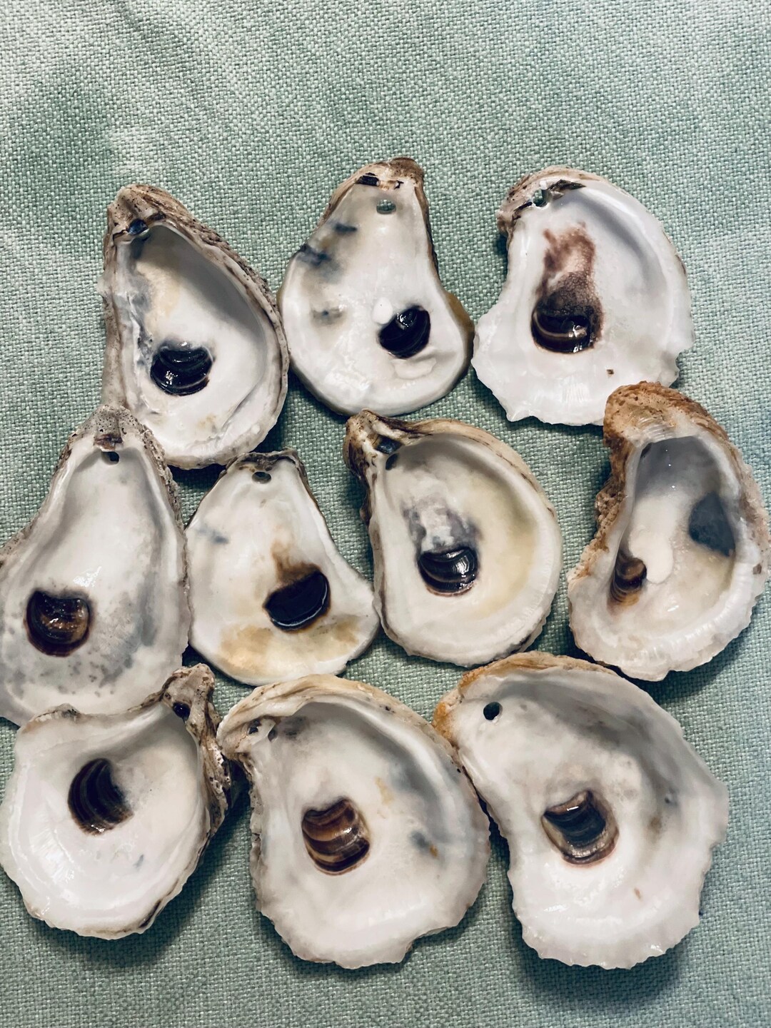 Drilled Flat Oyster Shells for Crafts / Clean, Bleached, Dry, Pre ...