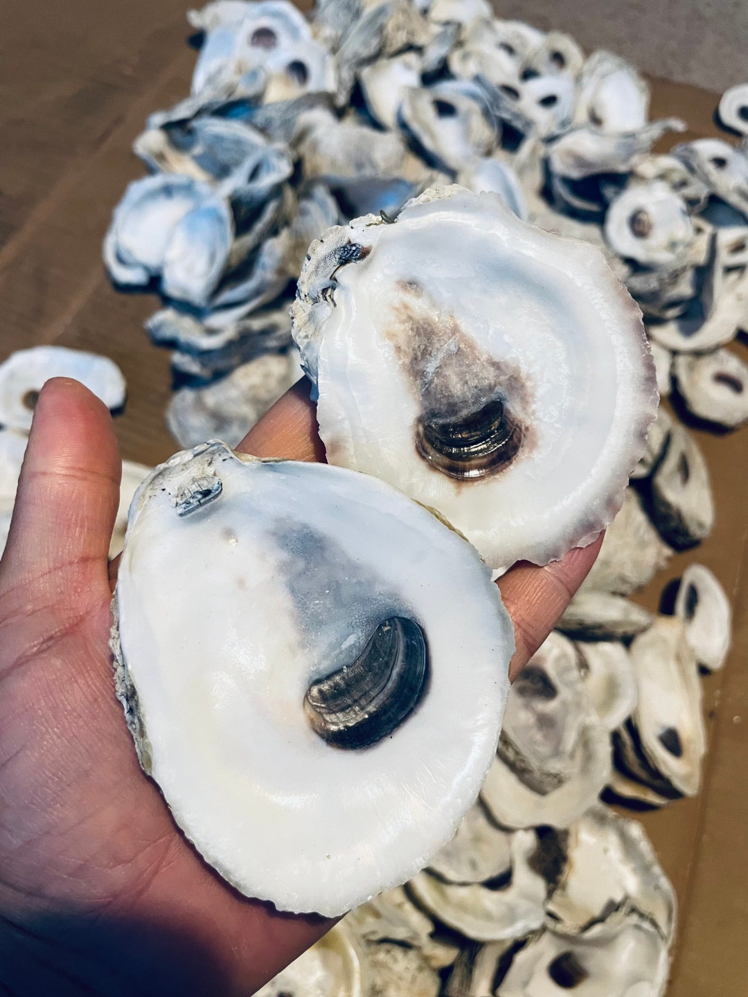 Clean Bleached Oyster Shells for Crafts - 10 Flats - Etsy