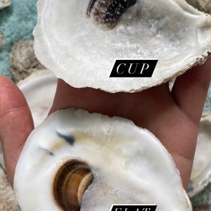 Clean Bleached Oyster Shells for Crafts - 10 Flats - Etsy