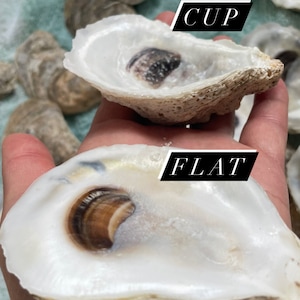Clean Bleached Oyster Shells for Crafts - 10 Flats - Etsy