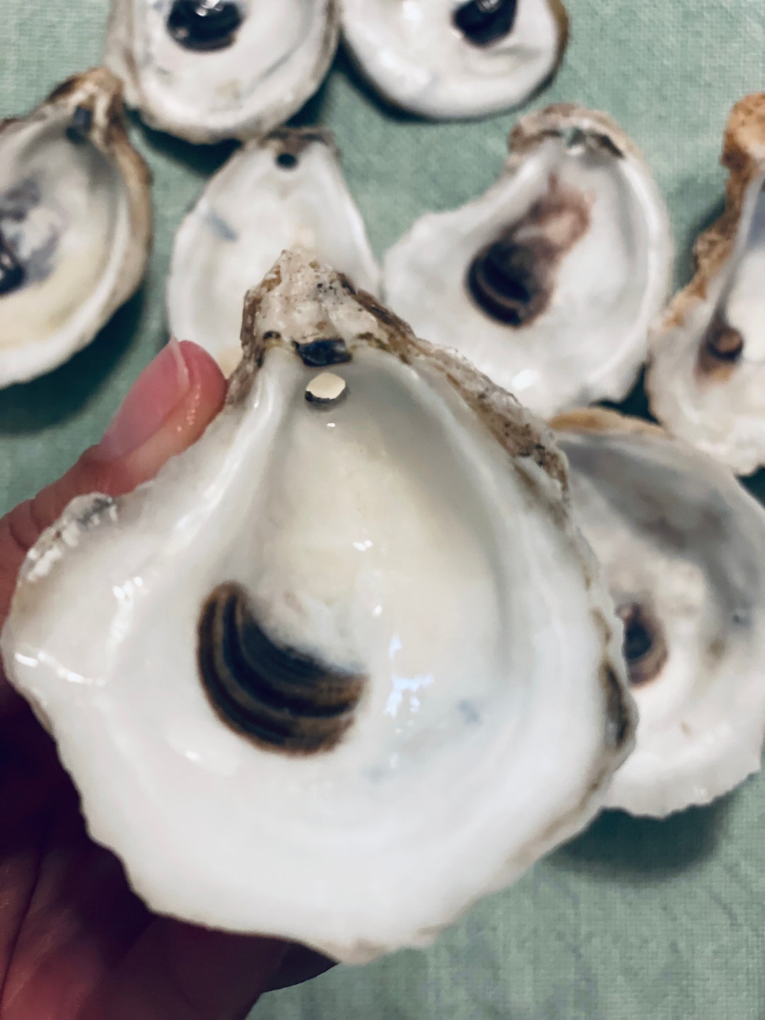 10 DRILLED Clean Dry Oyster Shells for Your Crafts - Etsy
