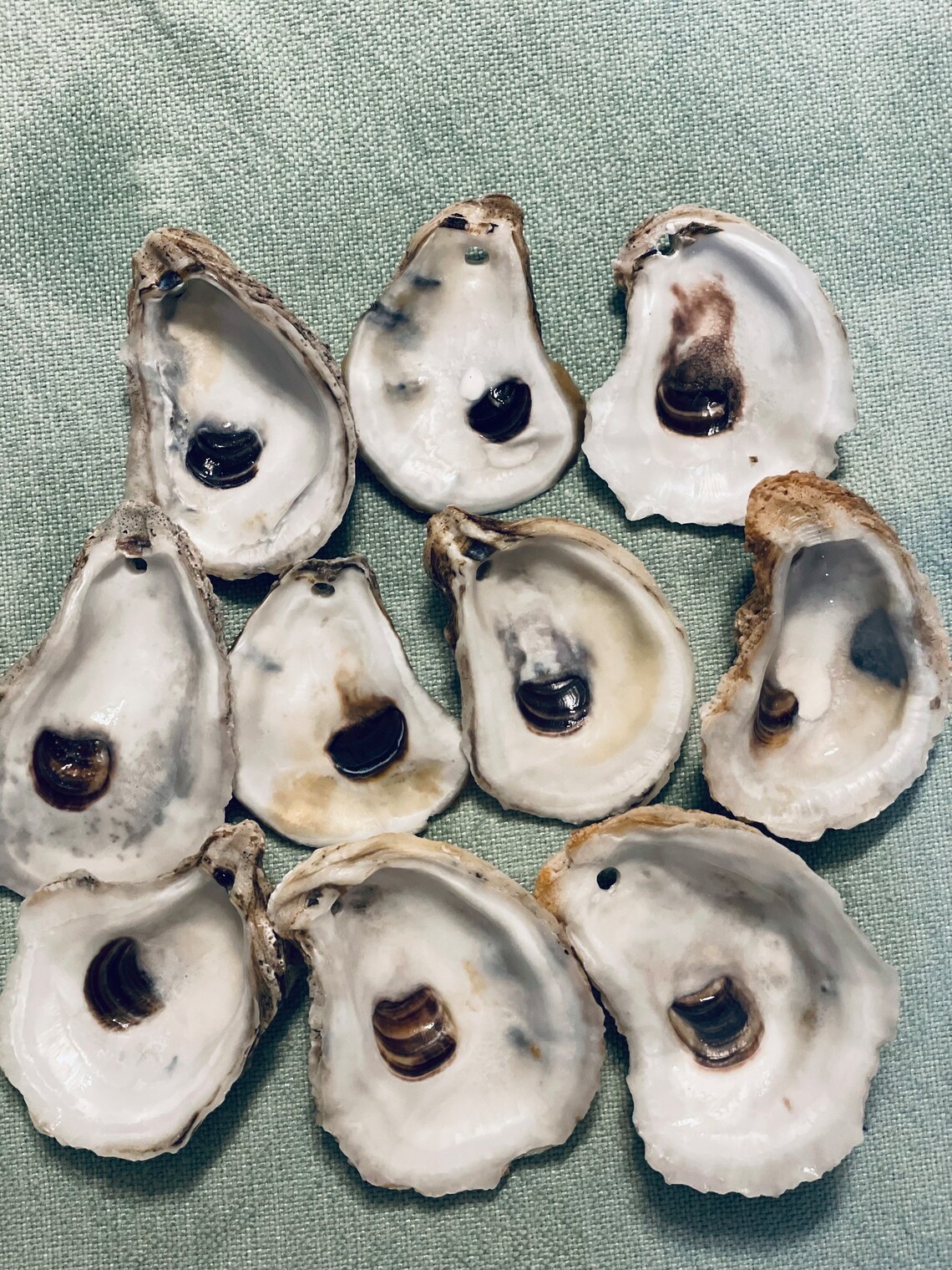 10 DRILLED Clean Dry Oyster Shells for Your Crafts - Etsy