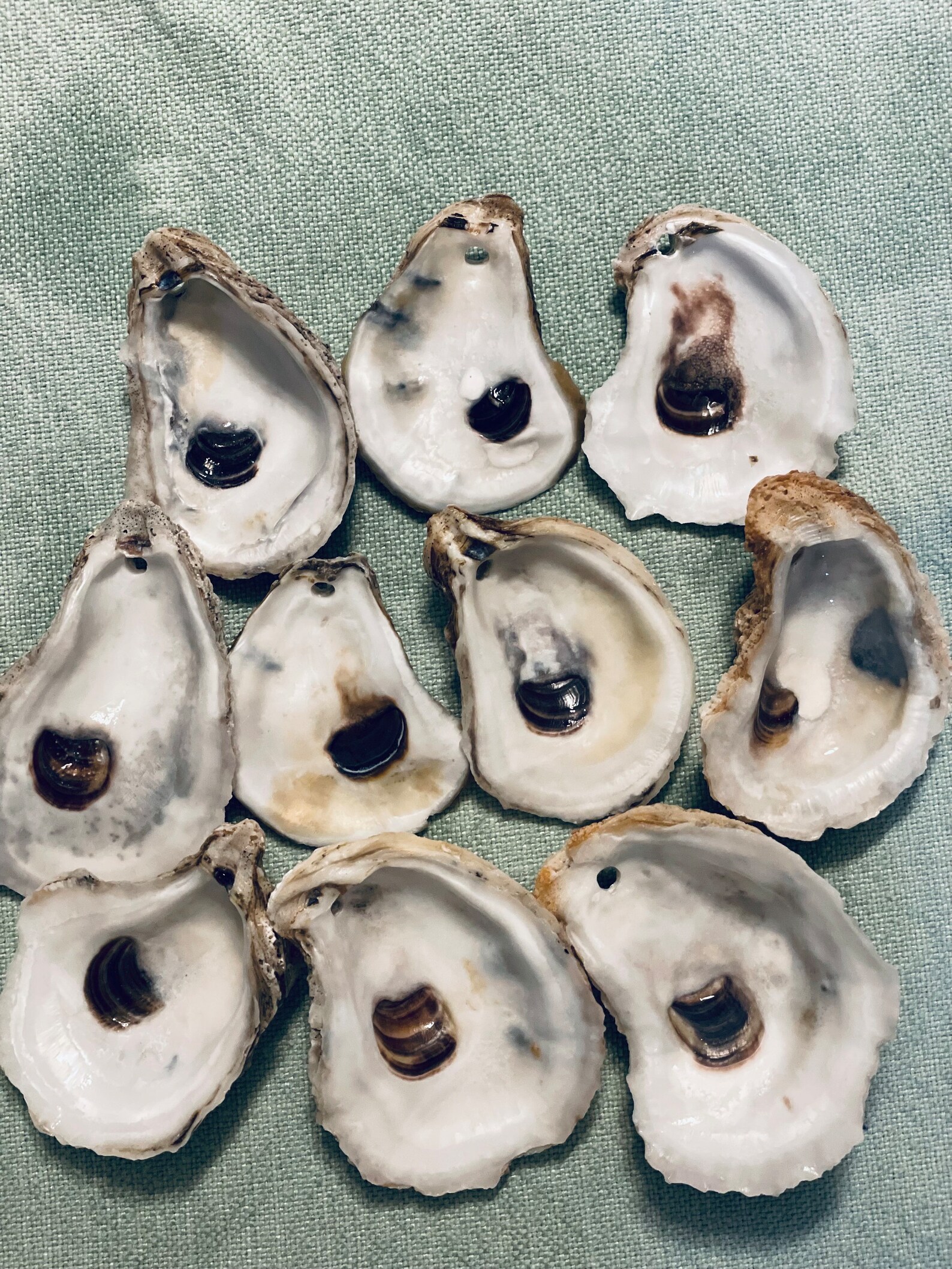 10 DRILLED Clean Dry Oyster Shells for Your Crafts - Etsy