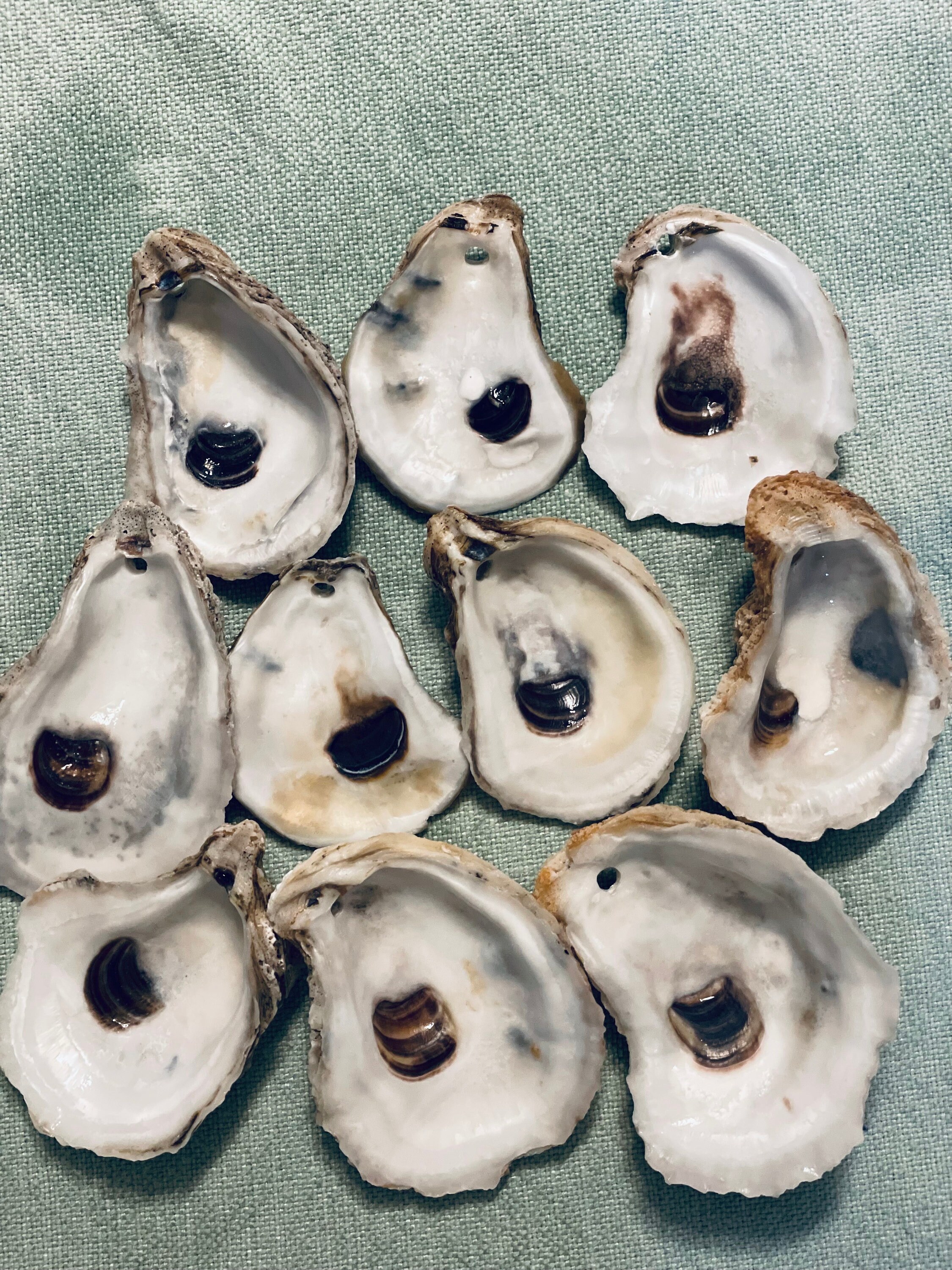 10 DRILLED Clean Dry Oyster Shells for Your Crafts - Etsy