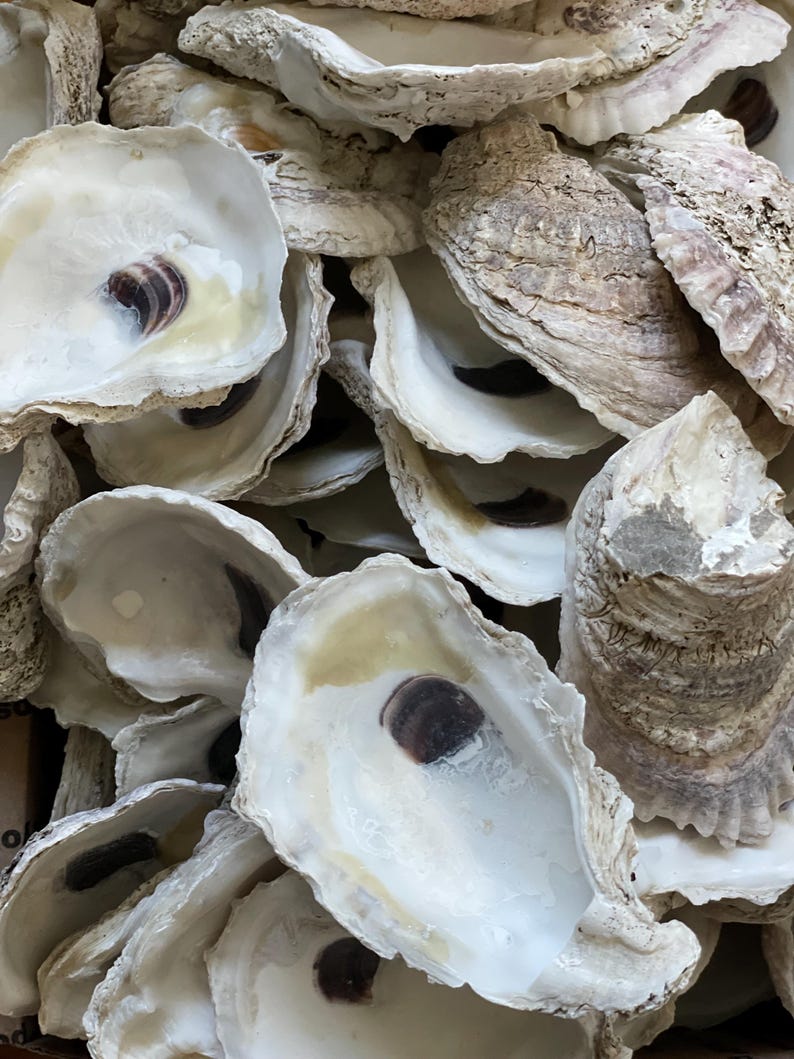 CUPS Cleaned Oyster Shells for Crafts: Coastal Decor, Ring Dishes - Etsy