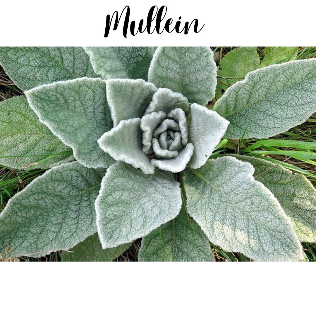 Mullein Seeds - Etsy