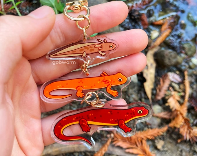 Newt Life Cycle Charm | Salamander Animal Biology 3D Linked Multiple ...