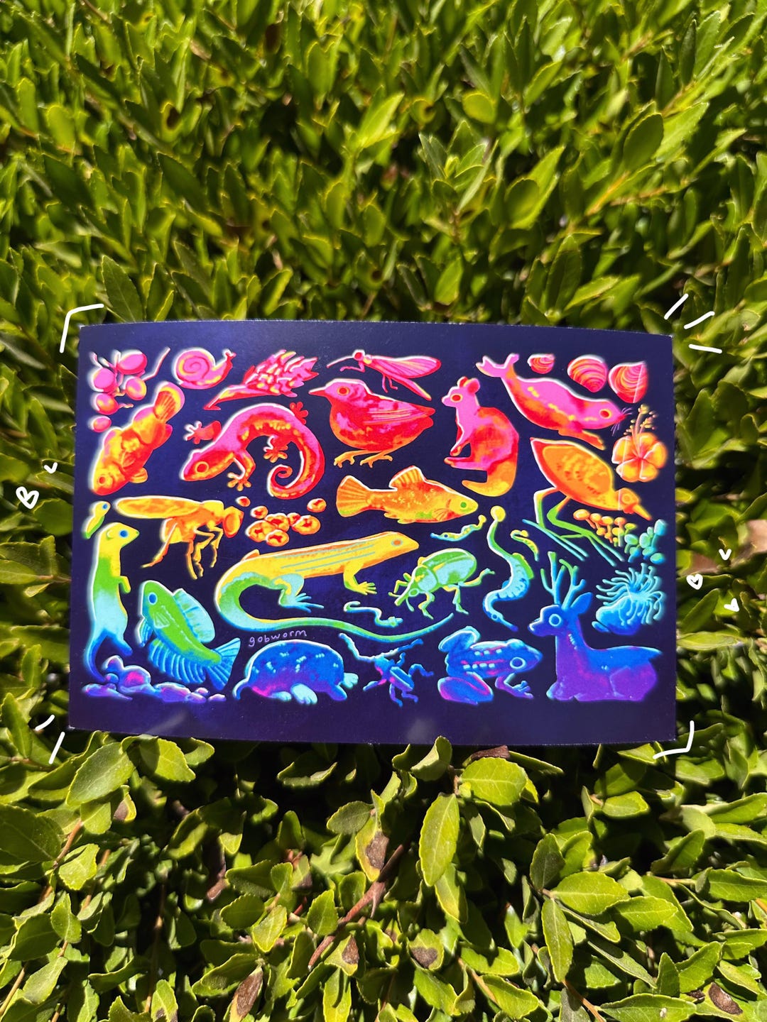 Rainbow Queer Ecology Postcard Print (B GRADE) | 6x4 Nature Digital ...