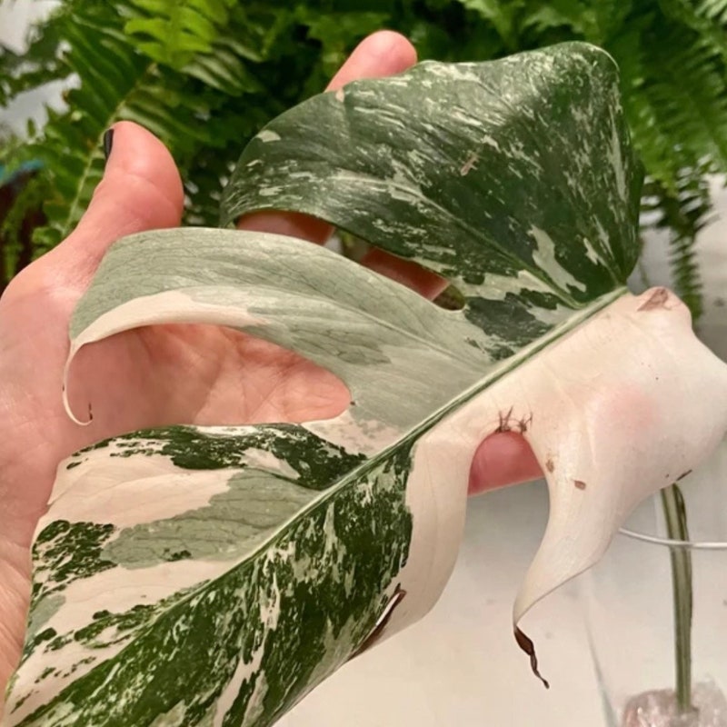 Monstera Devil Monster - Etsy