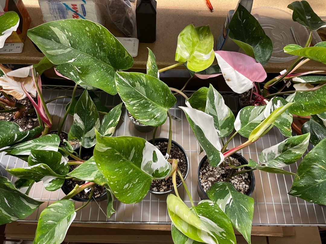 Philodendron White Princess With Pink, Tricolor White Princess ...