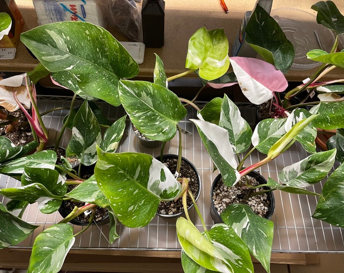 Philodendron White Princess With Pink, Tricolor White Princess ...