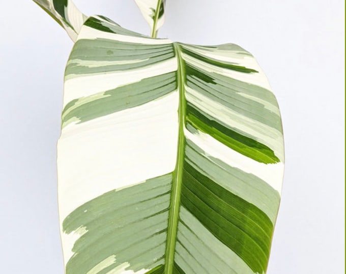 Musa Florida Variegated Banana Tree - Etsy