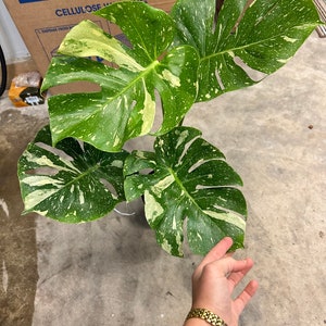 Extra Large Variegated Monstera Thai Constellation: Rooted Rare ...