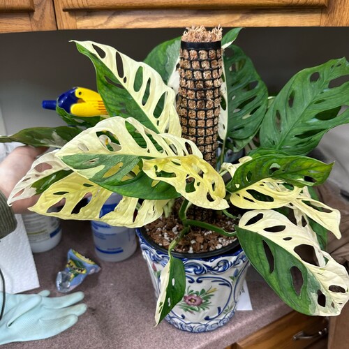 Variegated Monstera Adansonii tricolor - Etsy