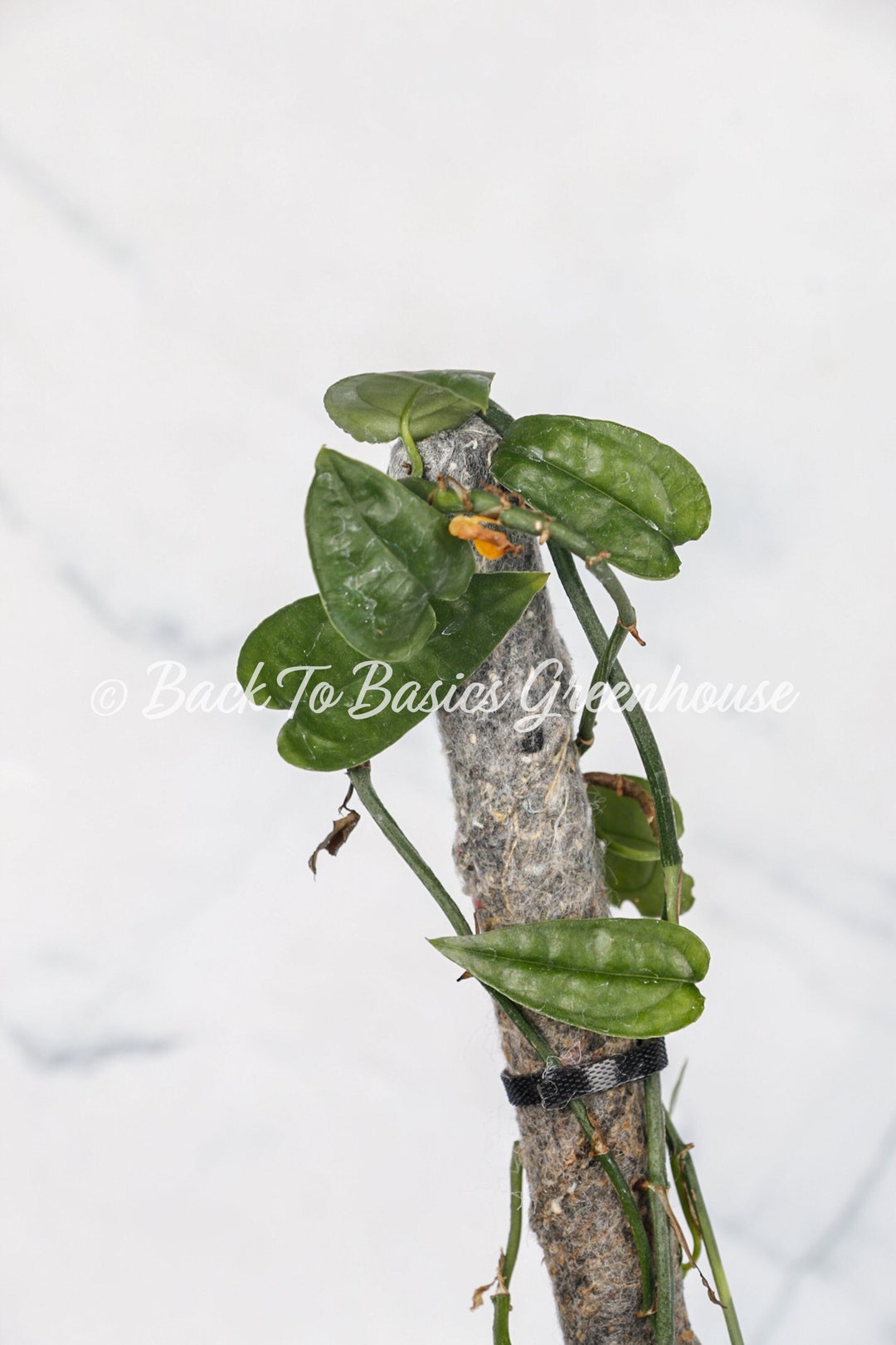 Epipremnum Pinnatum Cebu Blue Ghost on Pole F8 - Etsy