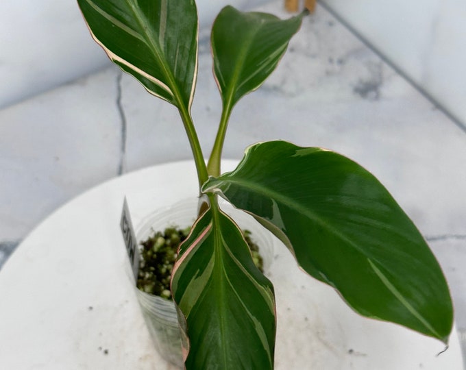 Musa Nono Pink Variegated Banana Tree, Pink Variegated Banana Exact ...