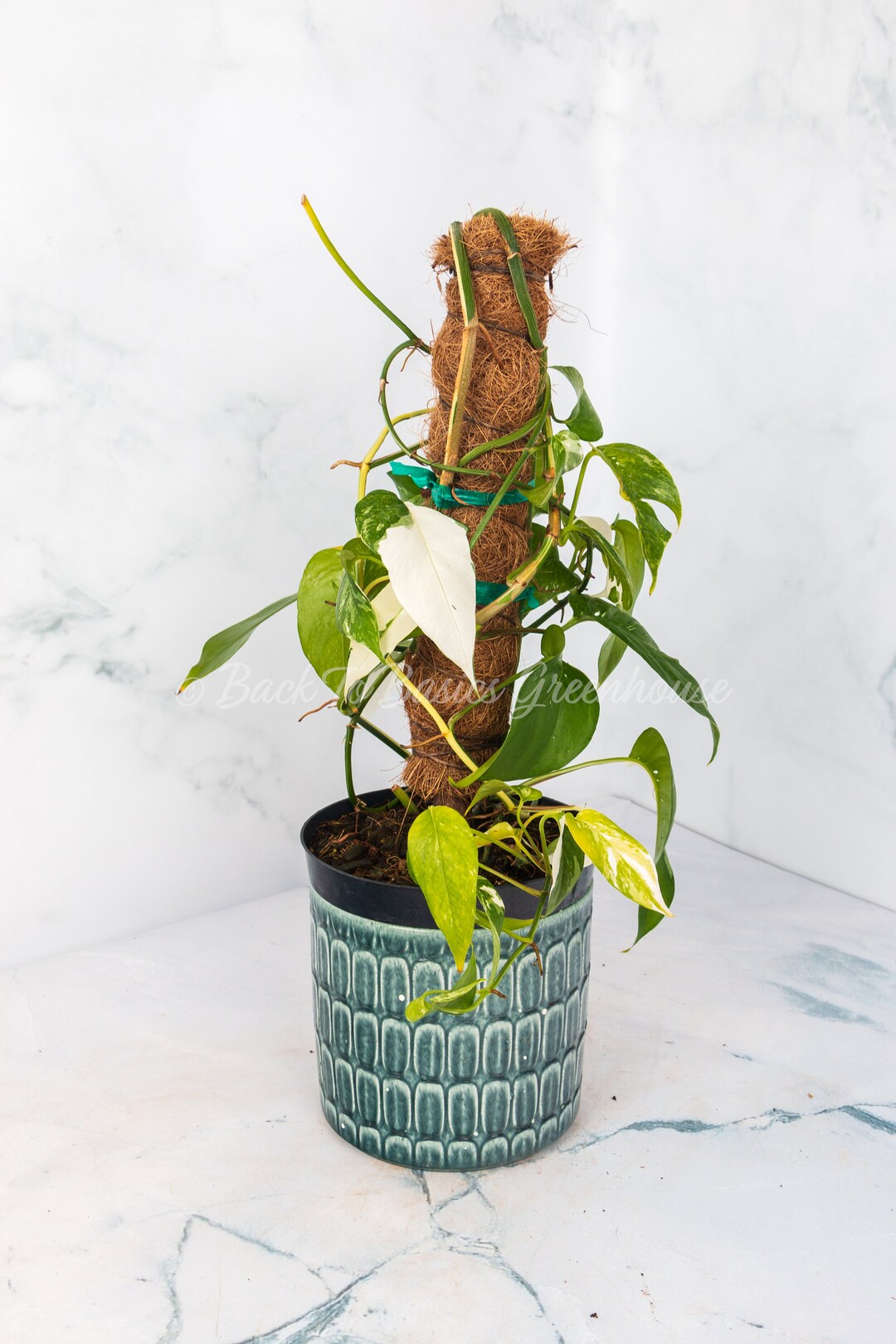 Epipremnum Pinnatum Variegated With Moss Pole EP58 - Etsy