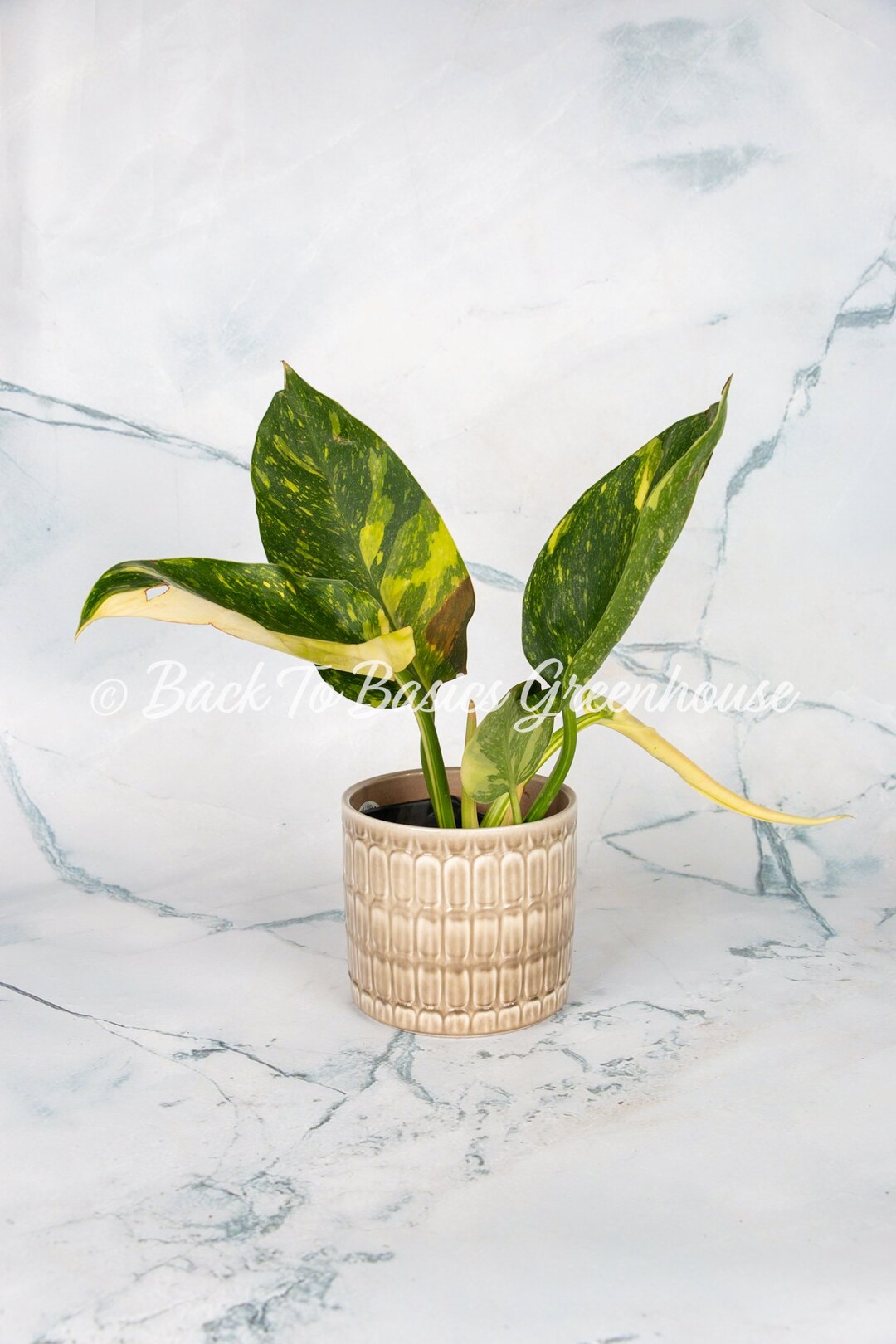 Philodendron 'green Congo' Nuclear Variegated Q2 - Etsy