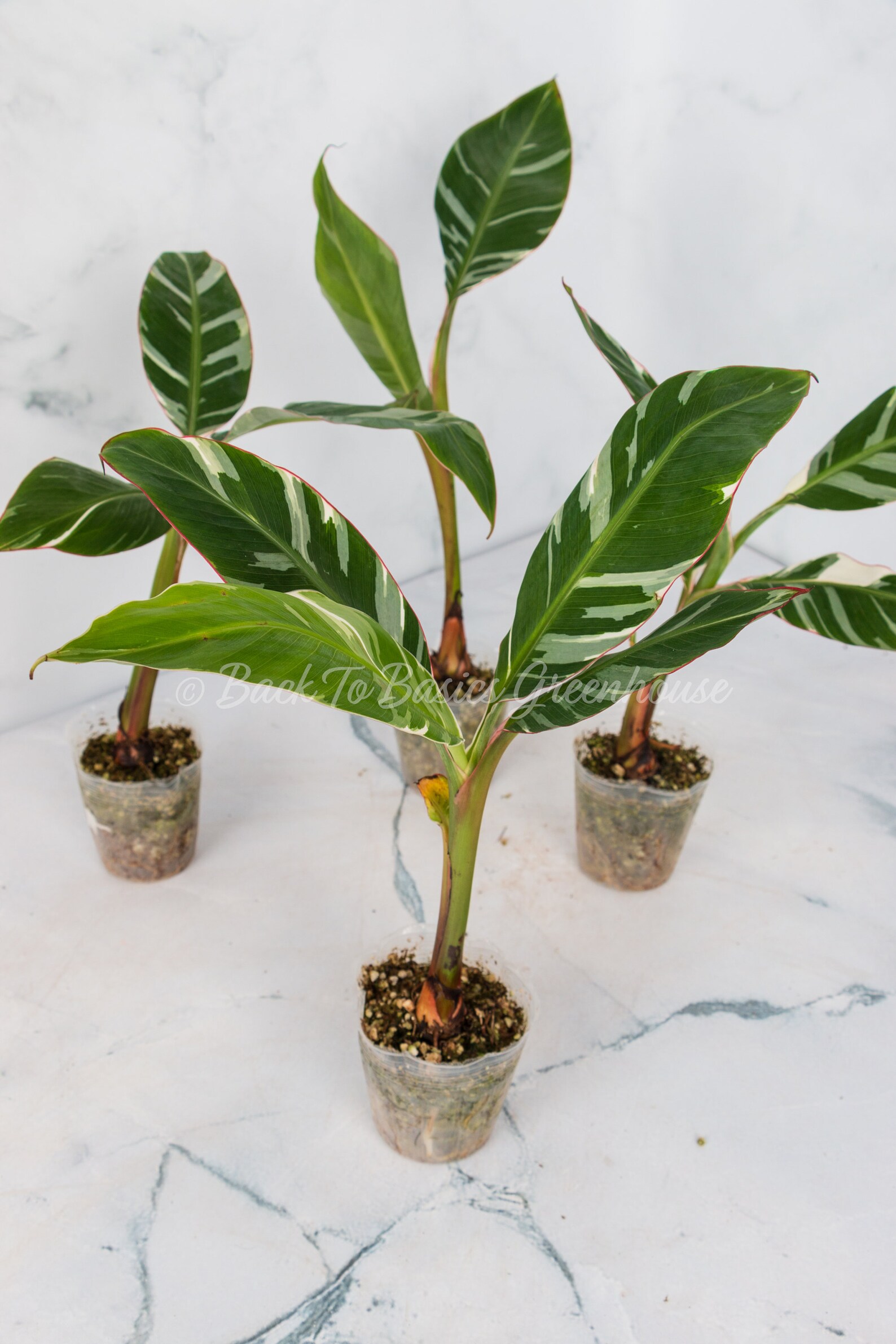 Musa Florida Variegated Banana Tree - Etsy