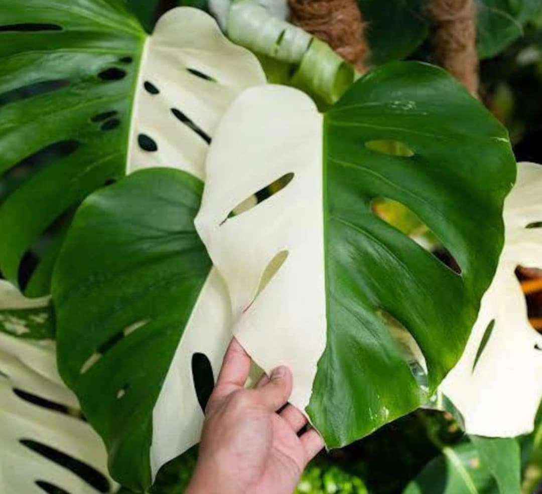 Half Moon Monstera Albo, Sectoral Variegated Cuttings and Rooted Plants ...