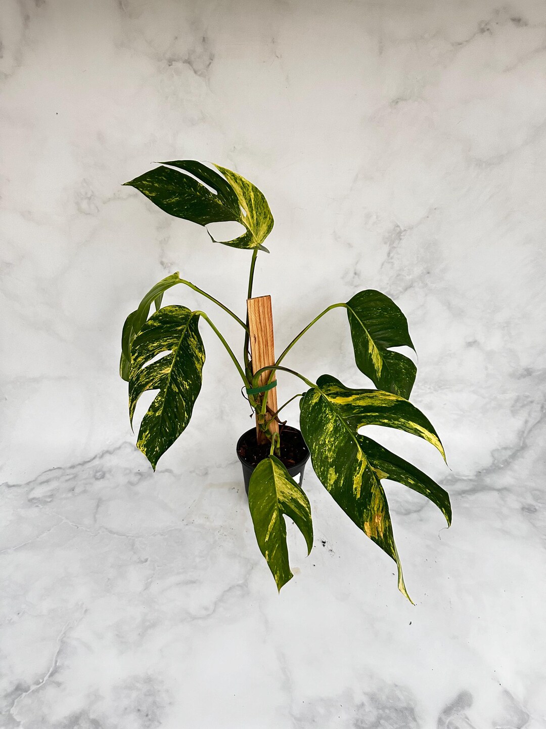 Rare Epipremnum Yellow Flame Variegated Trailing Houseplant - Rooted ...